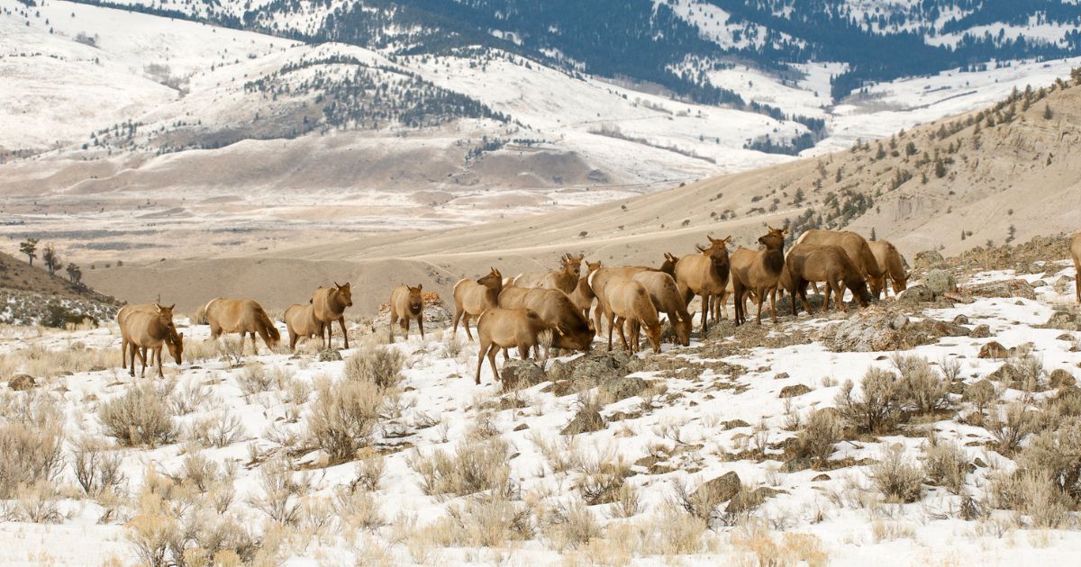 Late season cow elk hunts in Wyoming