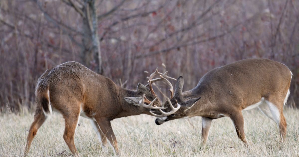 Guided trophy whitetails hunts in Wyoming & Montana